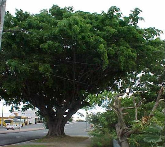 Fig Tree | Heritage Places