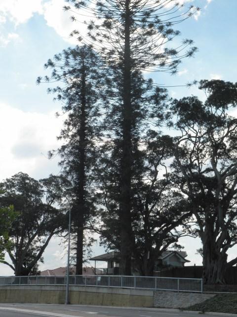 Bunya Tree | Heritage Places