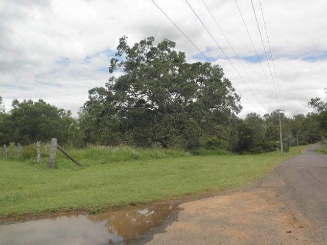 Fig Tree | Heritage Places