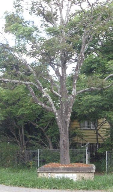 Memorial Crows Ash | Heritage Places